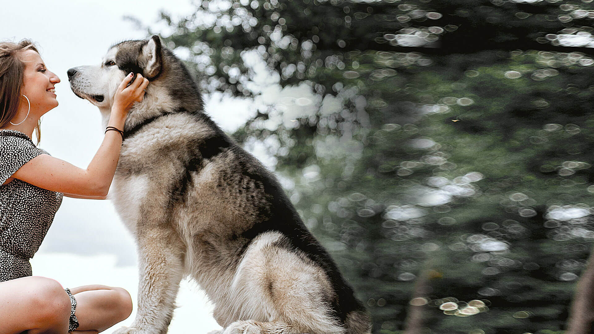 Dam Dog House - Dam Dog House